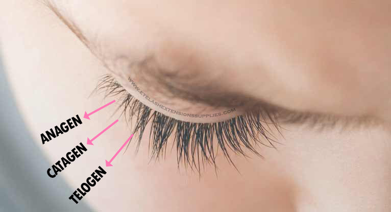 The Eyelash Growth Cycle – iLevel Lab